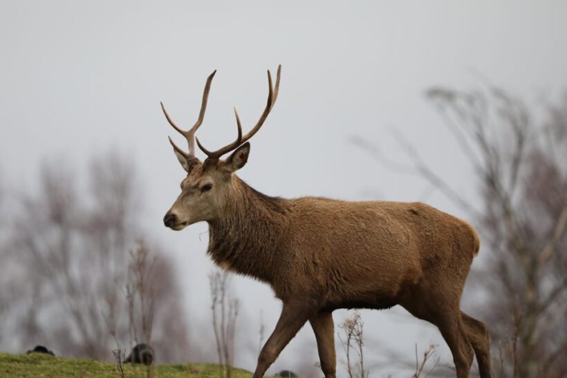 Kingussie: Highland Wildlife Park Entry Ticket - Introduction: A Wild Day in the Highlands