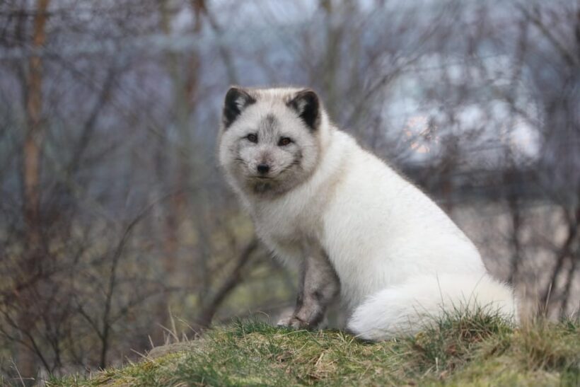 Kingussie: Highland Wildlife Park Entry Ticket - Practical Details and Tips