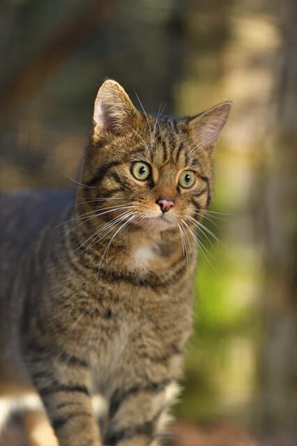 Kingussie: Highland Wildlife Park Entry Ticket - The Sum Up: Who Will Love Highland Wildlife Park?