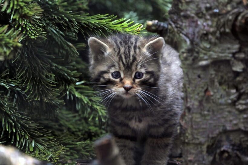 Kingussie: Highland Wildlife Park Entry Ticket - FAQ