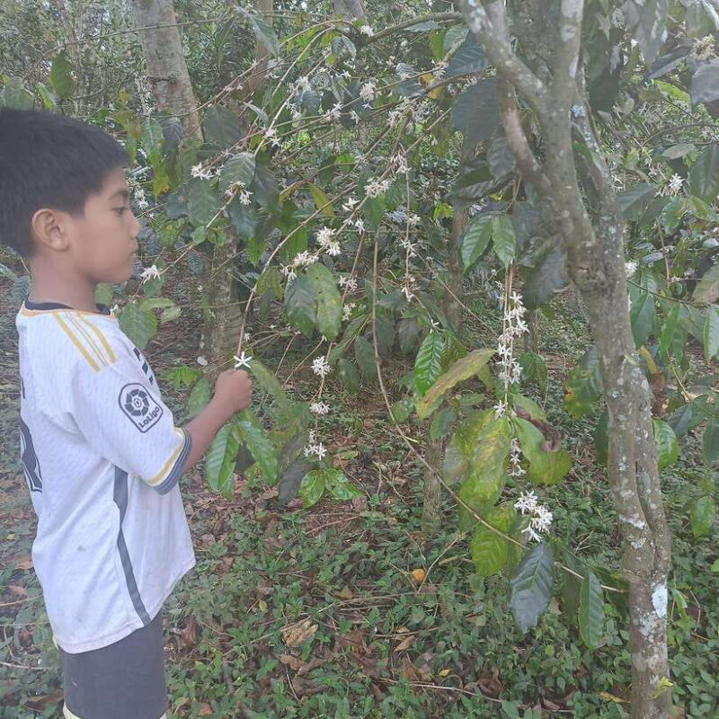 Kintamani Bali Coffee Adventure - What Travelers Say: Authenticity and Value