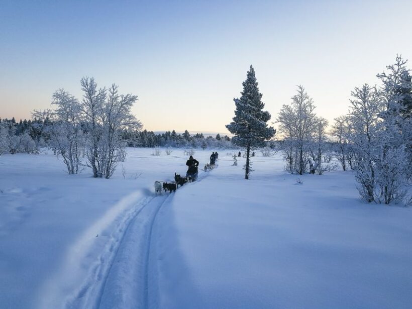 Kiruna: Guided Afternoon Drive Your Own Dog Sled Tour - The Itinerary and What You Can Expect
