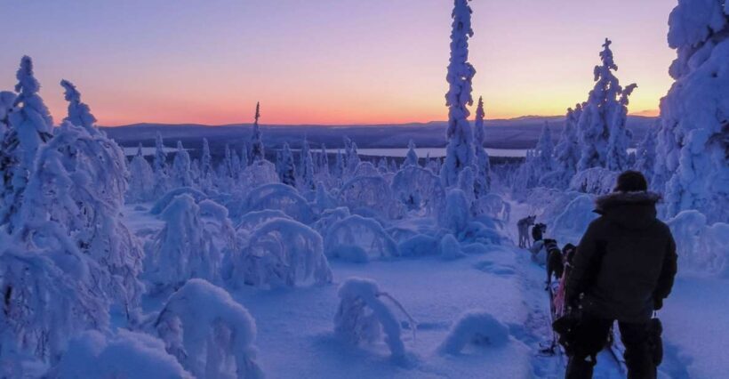 Kiruna: Guided Afternoon Drive Your Own Dog Sled Tour - Detailed Breakdown of the Experience