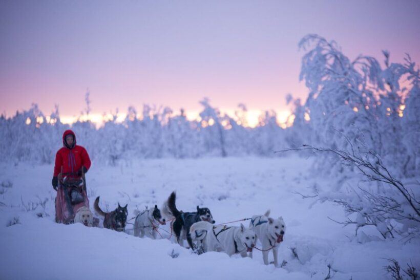 Kiruna: Guided Afternoon Drive Your Own Dog Sled Tour - Who Should Consider This Experience?