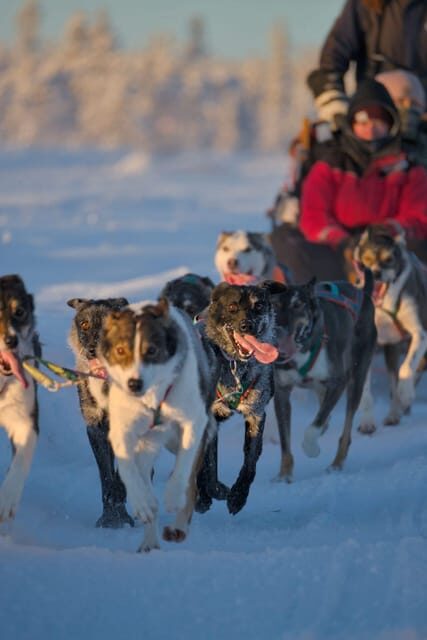 Kiruna: Morning Husky Sled Ride with Coffee Break - What Makes This Tour Stand Out?