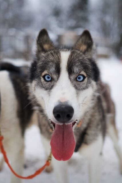 Kiruna: Morning Husky Sled Ride with Coffee Break - How the Experience Looks in Context