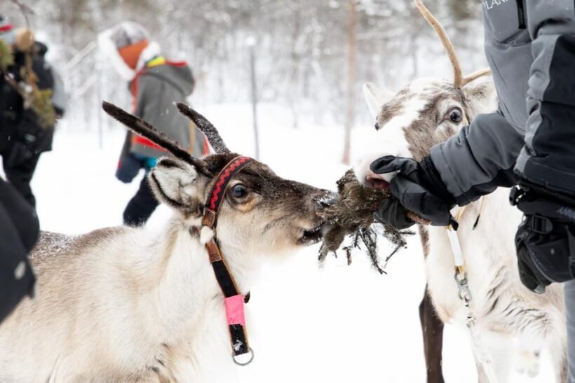 KIRUNA: Sami Reindeer Experience - FAQ
