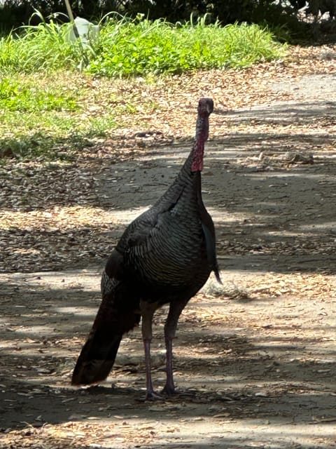 Kissimmee: 4-Hour All Electric Mountain Bike Lakefront Tour - The Sum Up