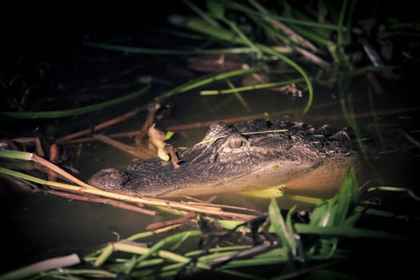 Kissimmee: Boggy Creek Airboats Adventures Night Tour Ticket - Key Points