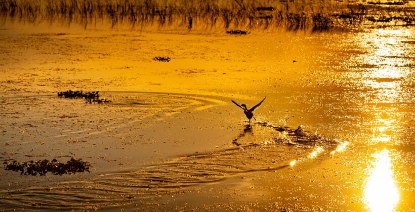 Kissimmee: Boggy Creek Sunset Airboat Tour - An In-Depth Look at the Boggy Creek Sunset Airboat Tour