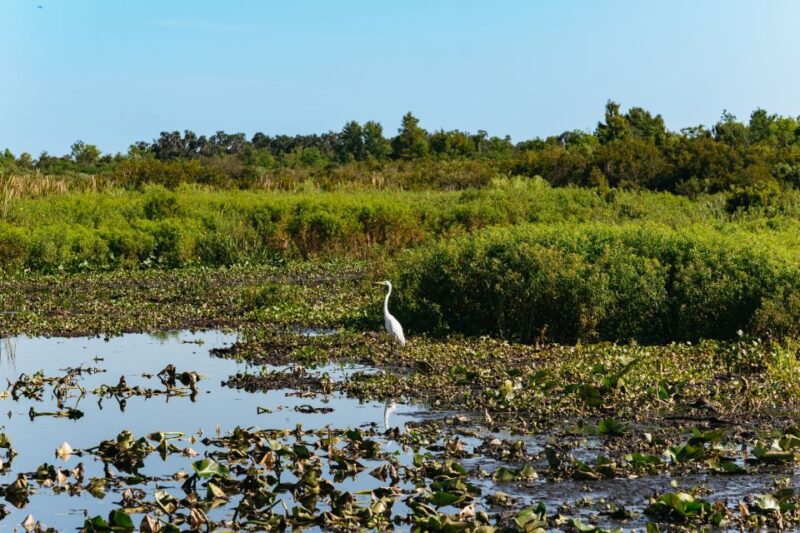 Kissimmee: Everglades Airboat Adventure Tour - The Sum Up