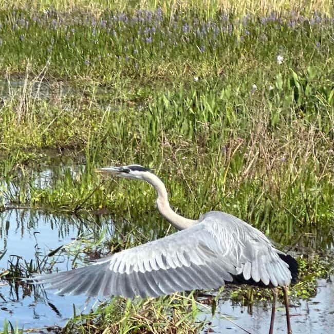 Kissimmee: Everglades Alligator and Wildlife Airboat Tour - Who Should Consider This Tour?