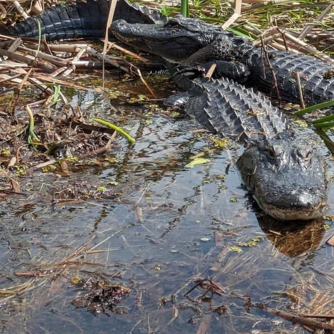 Kissimmee: Everglades Alligator and Wildlife Airboat Tour - FAQ