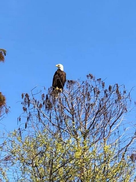 Kissimmee: Florida Everglades Pontoon Boat Tour - What the Reviews Say