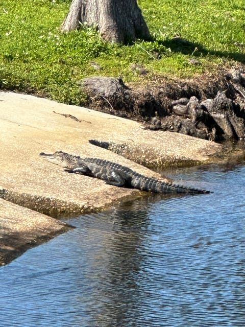 Kissimmee: Self-Guided Lakefront Tour on All Electric Bike - An Honest Look at the Experience