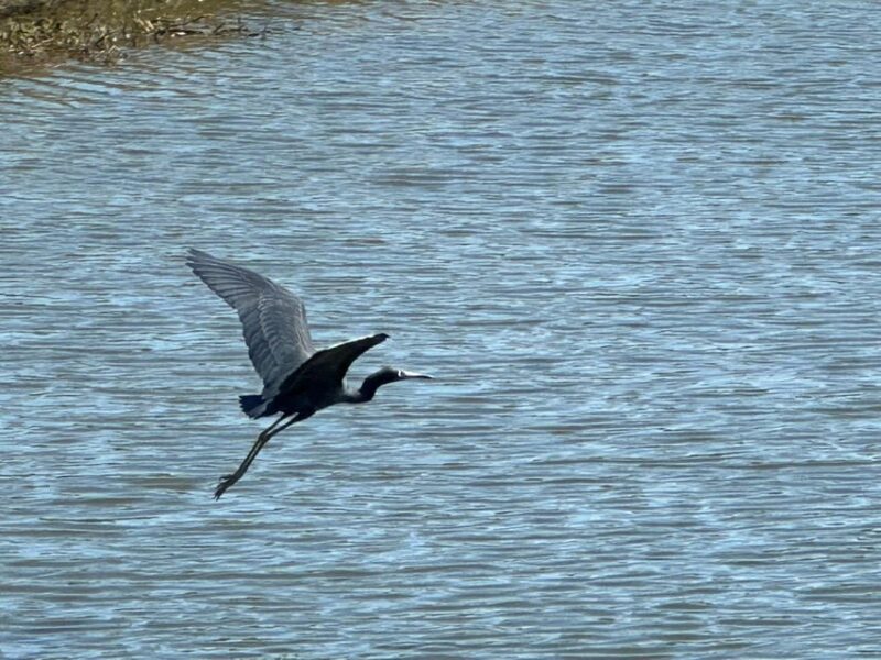 Kissimmee: Self-Guided Lakefront Tour on All Electric Trike - Who Will Love This Experience?