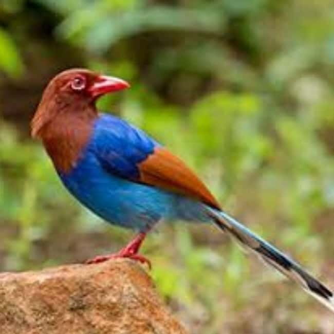 Kitulgala: Guided Full-Day Bird Watching & Cycling Tour - The Bird Watching Experience
