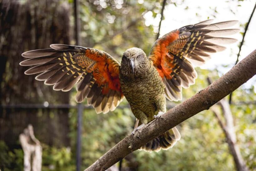Kiwi Park Admission Ticket - Key Points