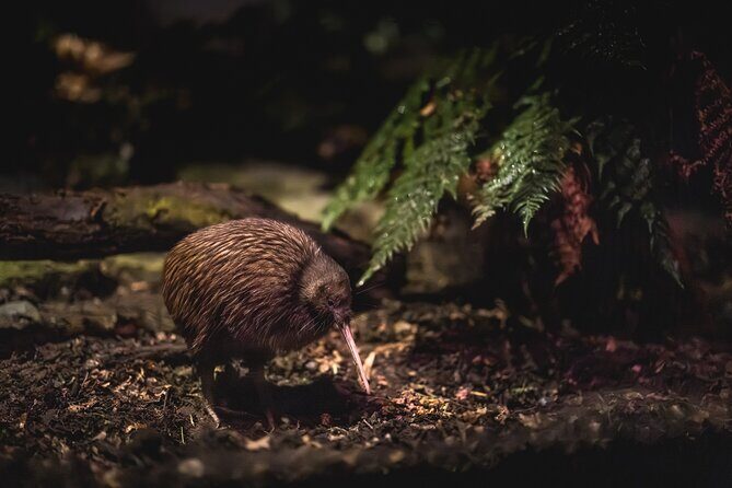 Kiwi Park Queenstown Admission - Exploring Kiwi Park Queenstown: What You Can Expect