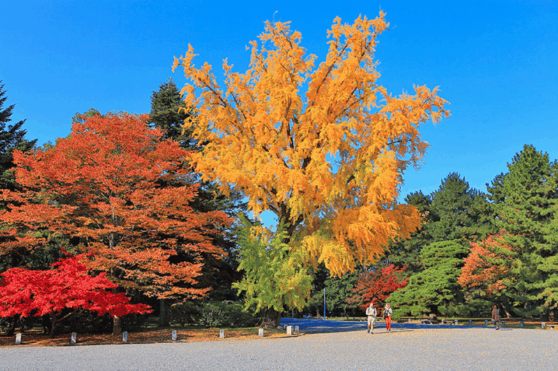 KIYOTOs Kyoto E-Bike Tour - Guide and Experience