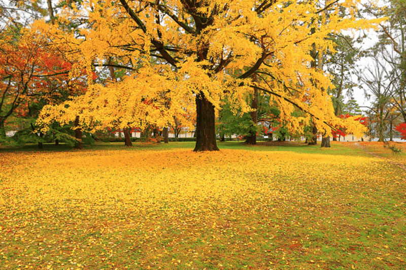 KIYOTOs Kyoto E-Bike Tour - Participant Information