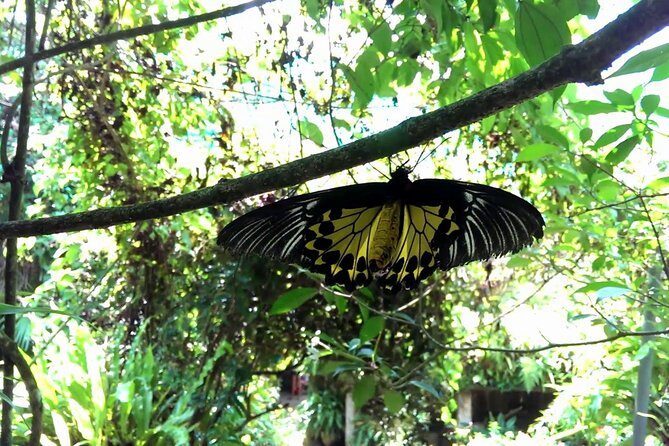 KL Butterfly Park Admission with Kuala Lumpur Famous Landmarks - In Summary