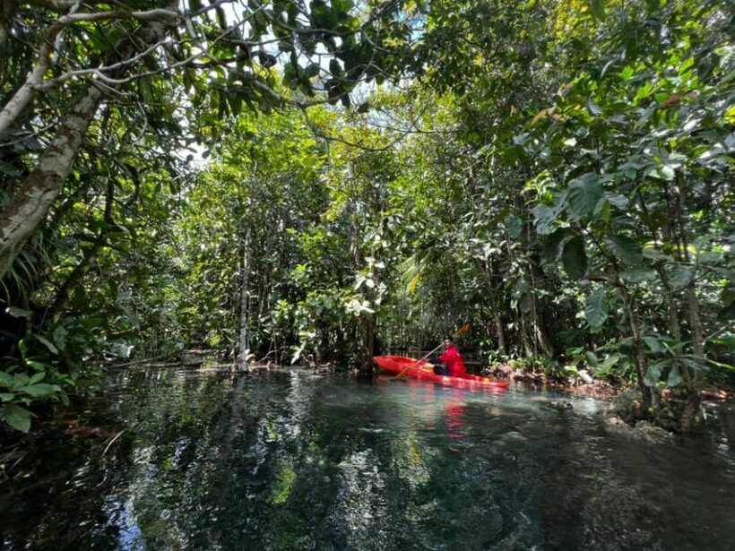 Klong Rud Kayaking with Hotel Transfer - Practical Details and How to Make the Most of It