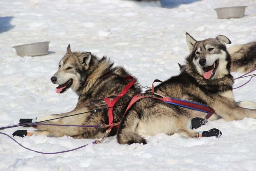 Knik: Winter Dog Sledding Tour - Discovering Knik: A Frosty Playground for Adventure Seekers