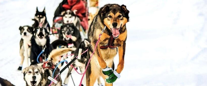 Knik: Winter Dog Sledding Tour - Final Thoughts: Is It Worth It?
