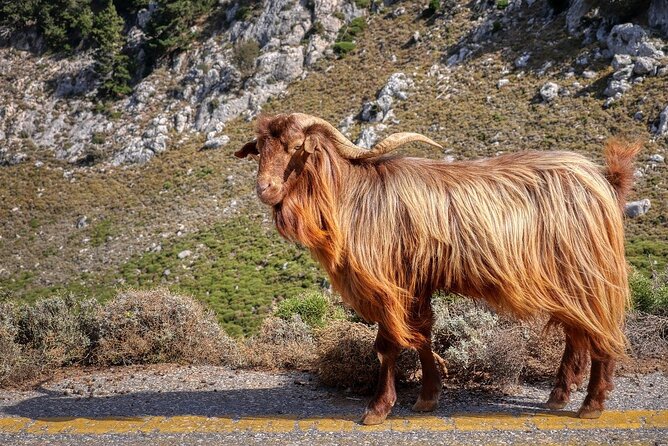 Knossos, Tracing Zeus in Mythic Landscapes & Olive Mill | Private - Accessibility and Participation Guidelines