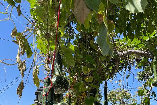 Knossos-ZeusHomeland-Traditional Villages-Olive Oil Factory - Who Will Appreciate This Tour?