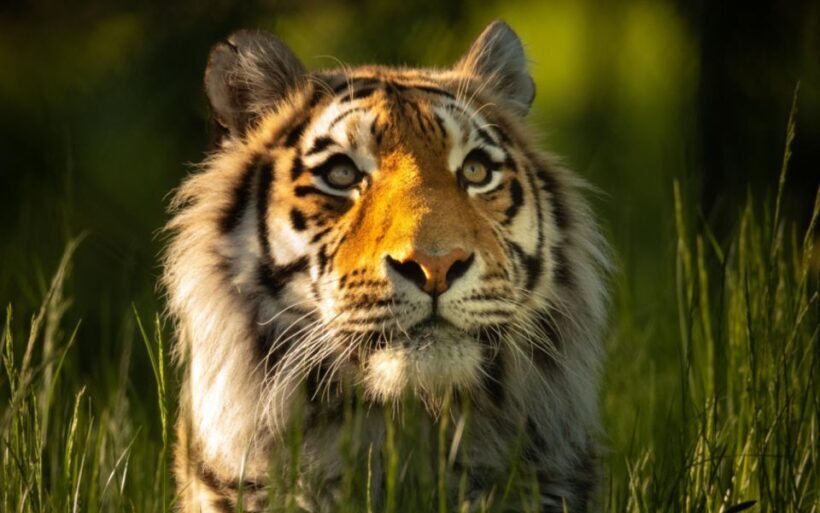 Knowsley: Safari Entry Tickets - Key Points