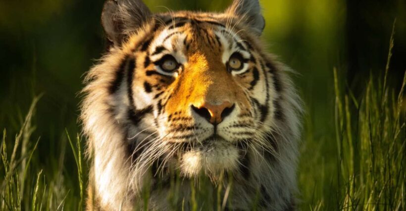 Knowsley: Safari Entry Tickets - Practical Tips for Your Visit
