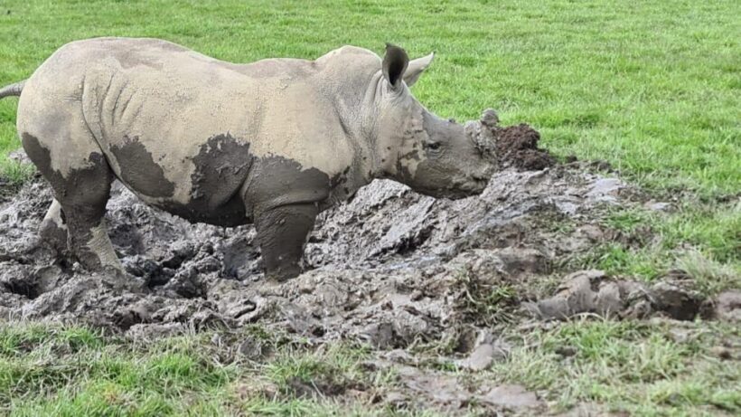 Knowsley: Safari Entry Tickets - Visitor Feedback and Authentic Perspectives
