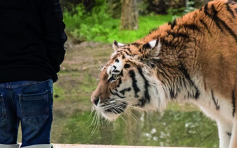 Knowsley: Safari Entry Tickets - The Sum Up: Is Knowsley Safari Worth Your Time?