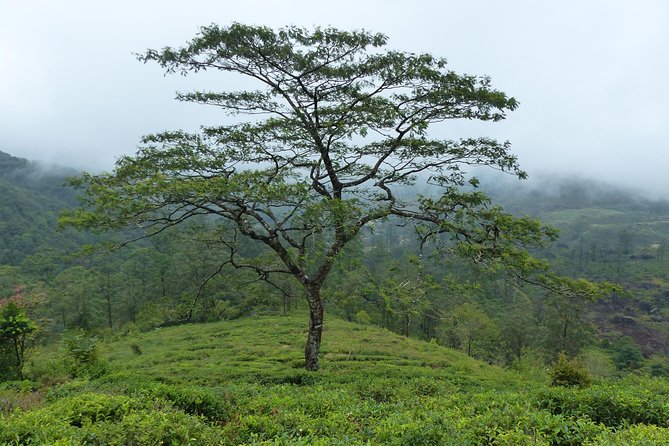 Knuckles Leopard trail Trek from Kandy - Practical Details: What to Know Before You Go