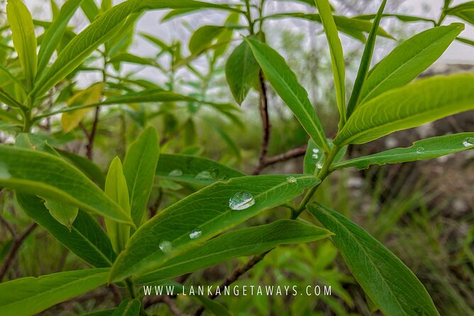 Knuckles Mountain Hiking - The Itinerary Breakdown: What to Expect