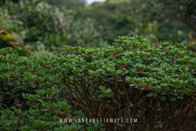 Knuckles Mountain Hiking - Why This Tour Is a Great Choice