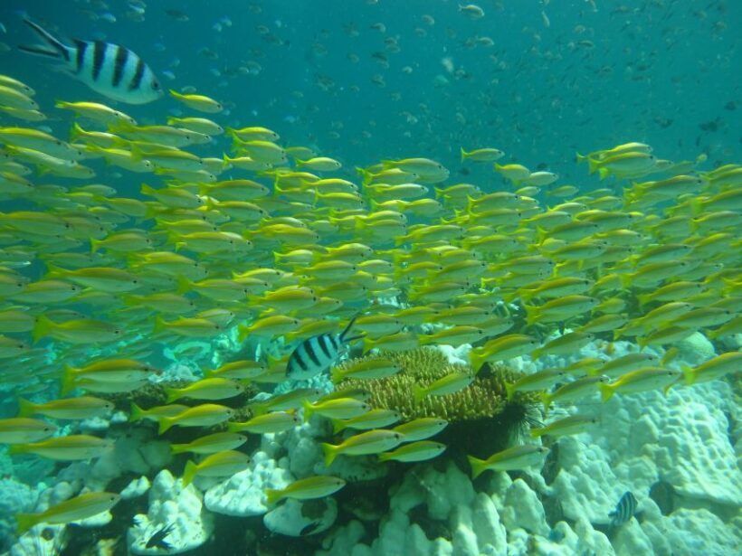 Ko Kut: Bubblemaker Diving for 8 and 9 Year Olds - What the Tour Entails
