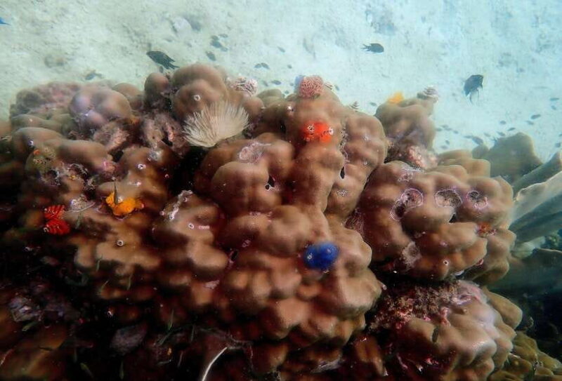 Ko Kut: Private boat trip to Koh Rang the National Park - What to Expect During the Trip