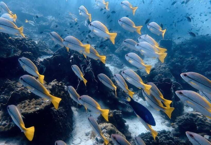 Ko Kut: Private boat trip to Koh Rang the National Park - Authentic Underwater Encounters and Stunning Views