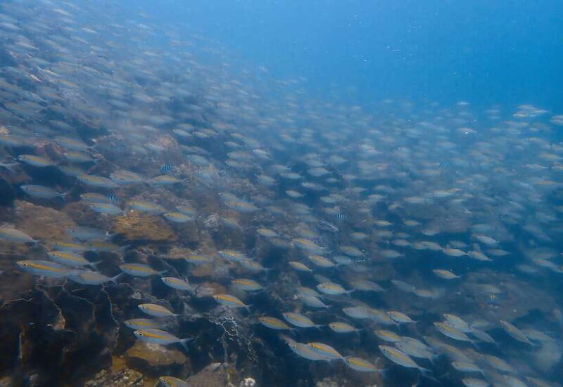 Ko Kut: Private boat trip to Koh Rang the National Park - Price and Value