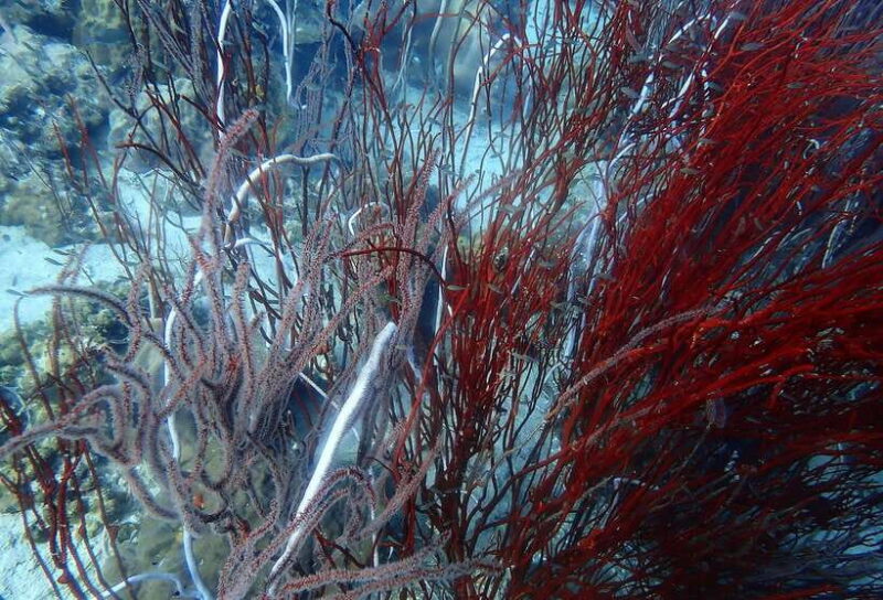 Ko Kut: Private boat trip to Koh Rang the National Park - The Sum Up