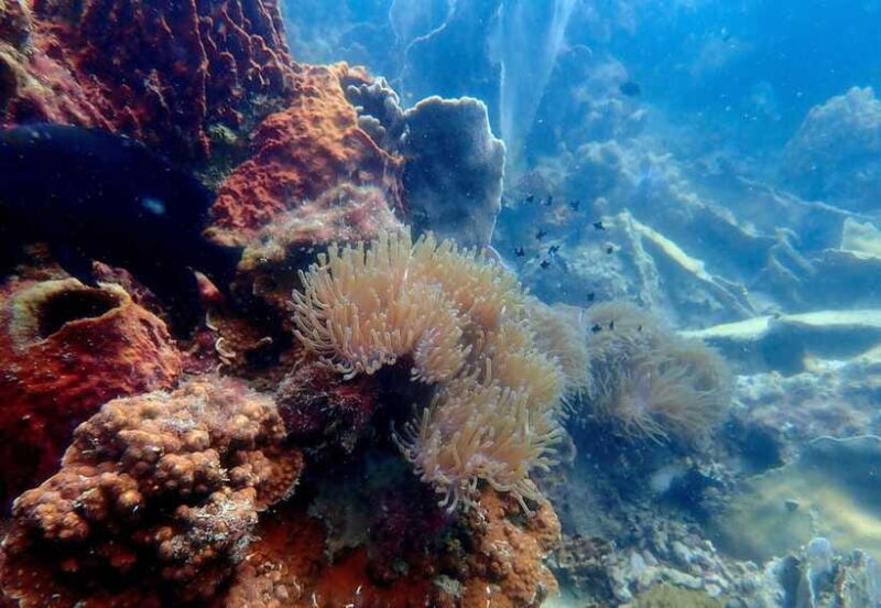 Ko Kut: Private boat trip to Koh Rang the National Park - FAQ