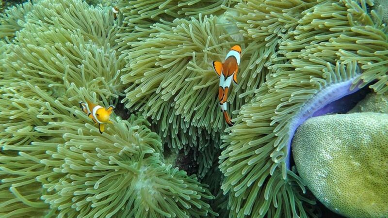 Ko Lanta: 4 Islands and Emerald Cave Day Tour by Speedboat - FAQ