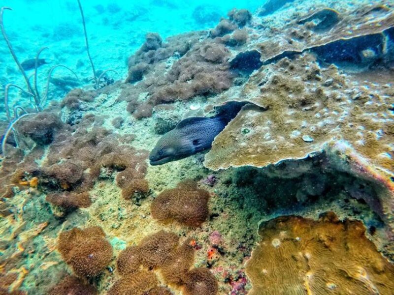 Ko Lanta: 4 Islands Snorkeling Tour by Longtail Boat - Key Points