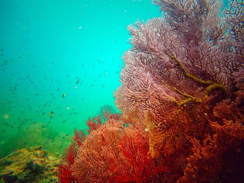 Ko Lanta: 4 Islands Snorkeling Tour by Longtail Boat - The Sum Up