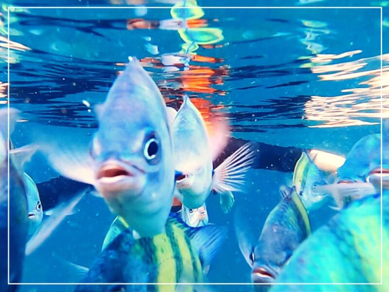 Ko Lanta: 4 Islands Snorkeling Tour by Longtail Boat - FAQ