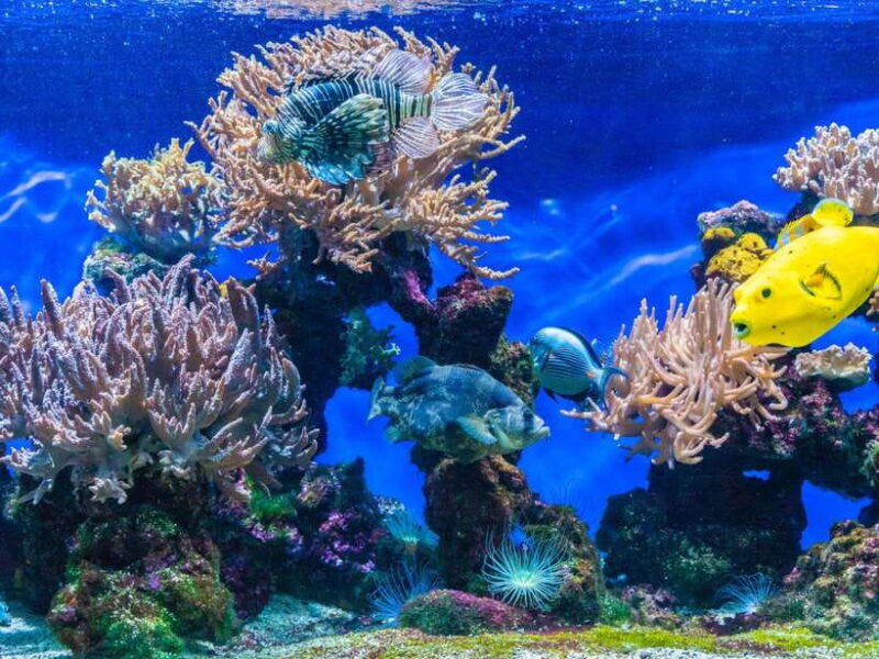 Ko Lanta: Full-Day Snorkel Trip to Phi Phi & Bamboo Islands - Who Would Love This Tour?