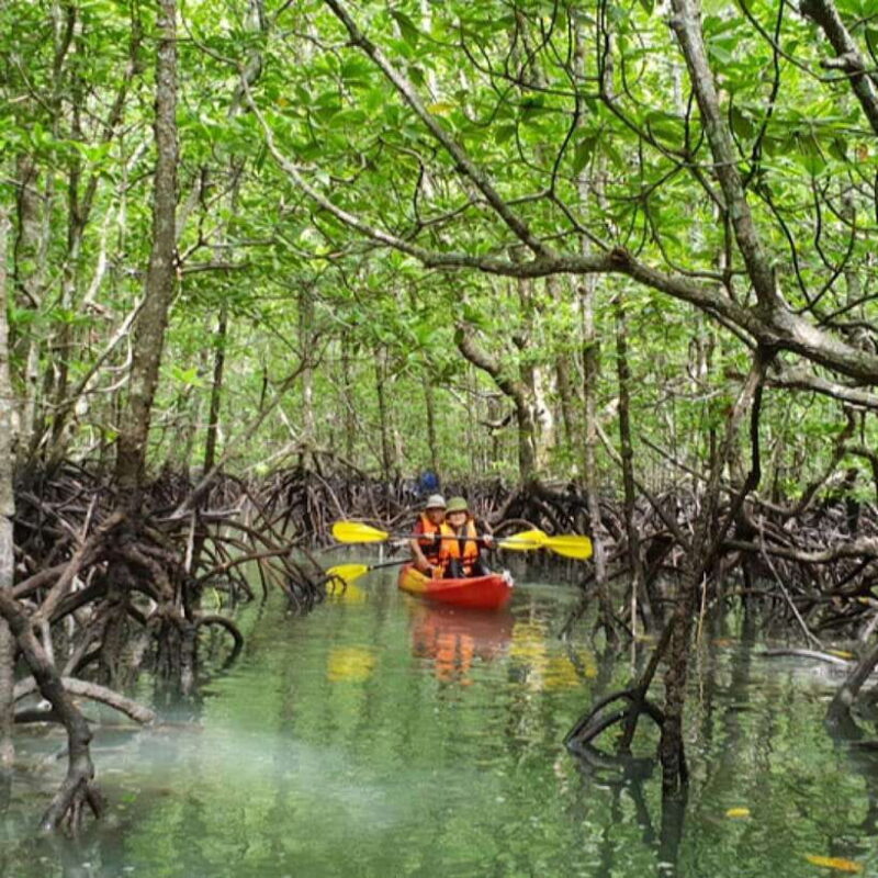 Ko Lanta: HALF DAY EXPLORE MANGROVE KAYAKING TOUR AND LUNCH - Key Points